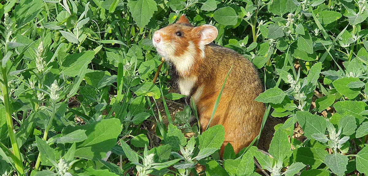 Bringing Alsace's hamsters back from the brink | CNRS News