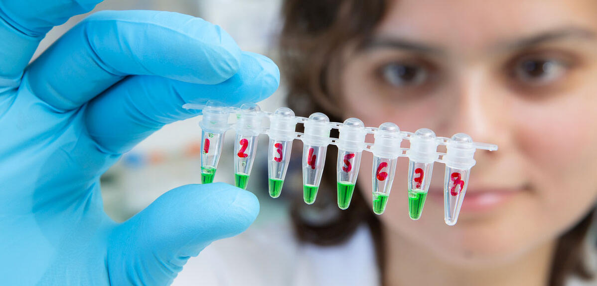 Preventing malaria from proliferating | CNRS News