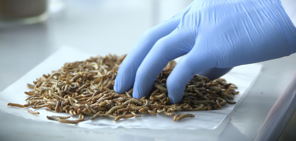 Edible Insects: an Industry in the Making | CNRS News